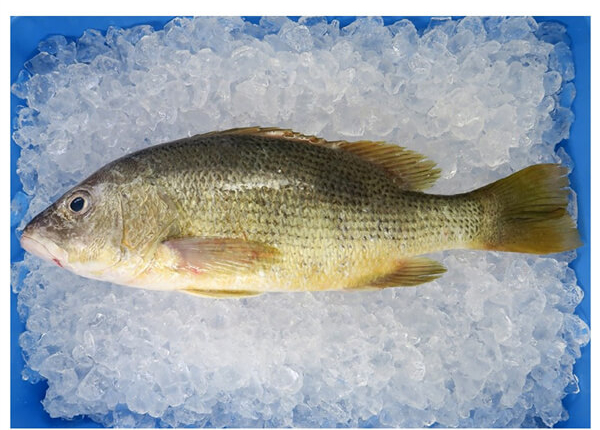 Frozen Fish | AL Frozen | Official Website