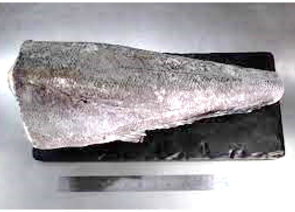 Frozen Fish | AL Frozen | Official Website